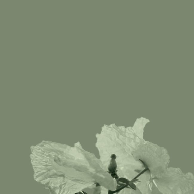 The Neurodivergent Collective